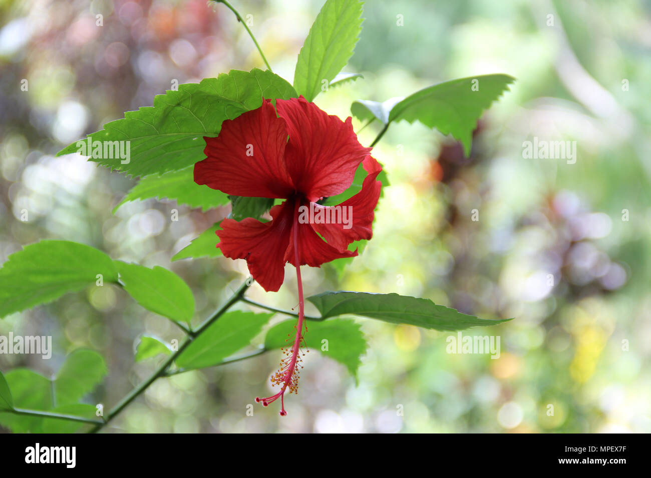 Red Hibiscus Flower Stock Photo - Alamy