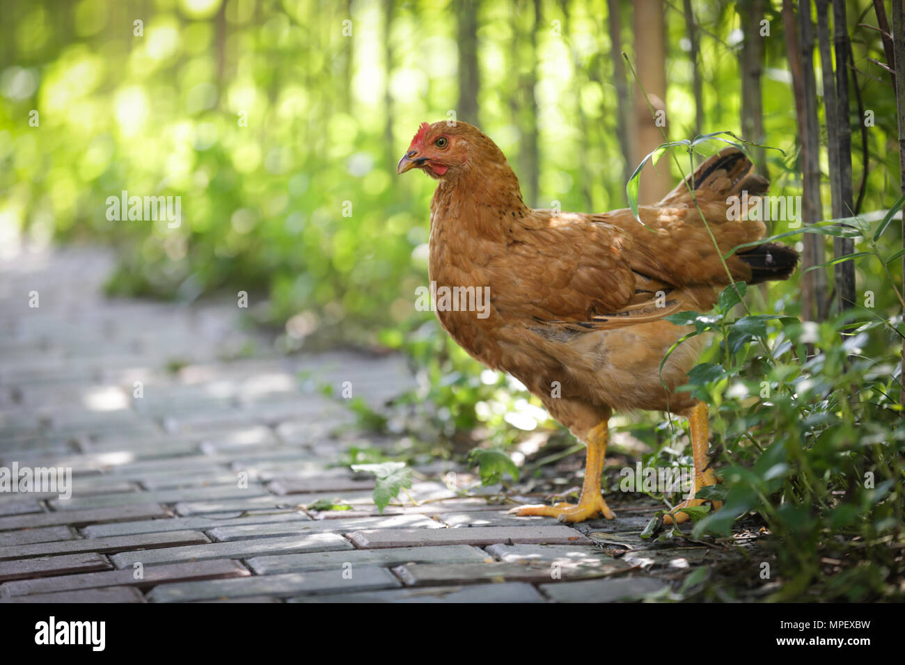 Chicken Hen Walking Stock Photo - Alamy