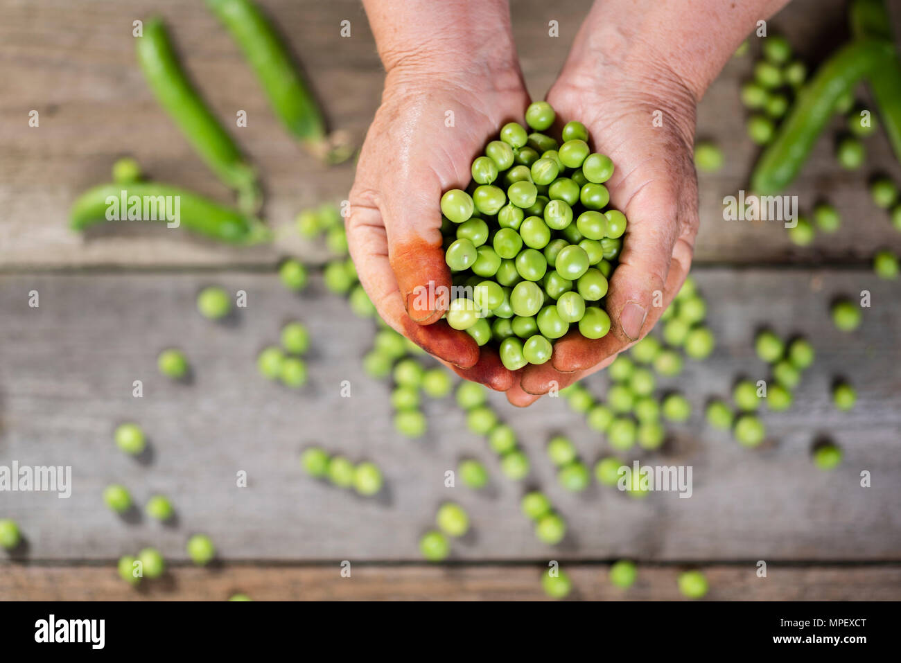 Older women in the hands of the peas Stock Photo - Alamy