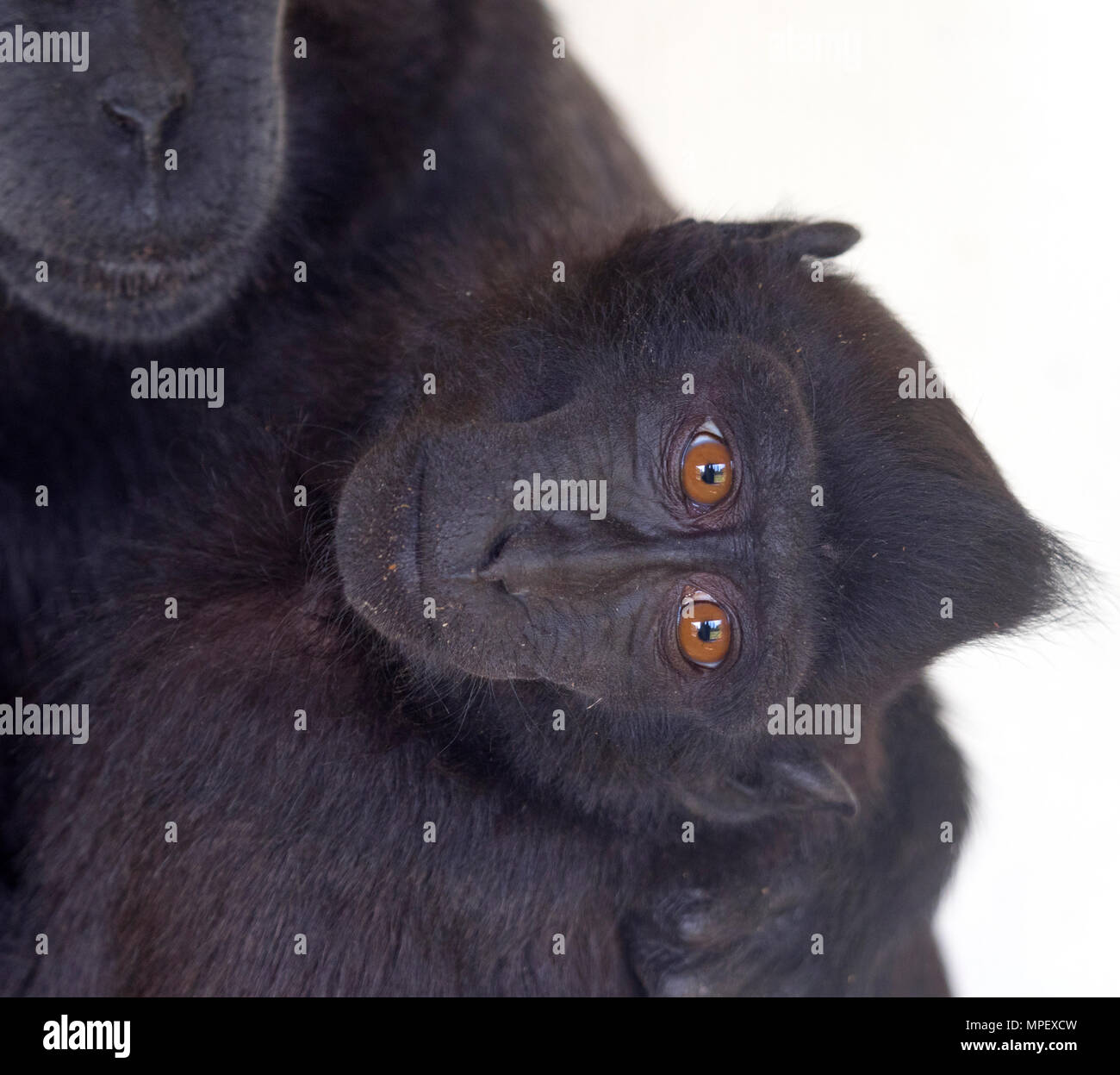 Crested macaque Macaca nigra also known as the Crested black macaque ...