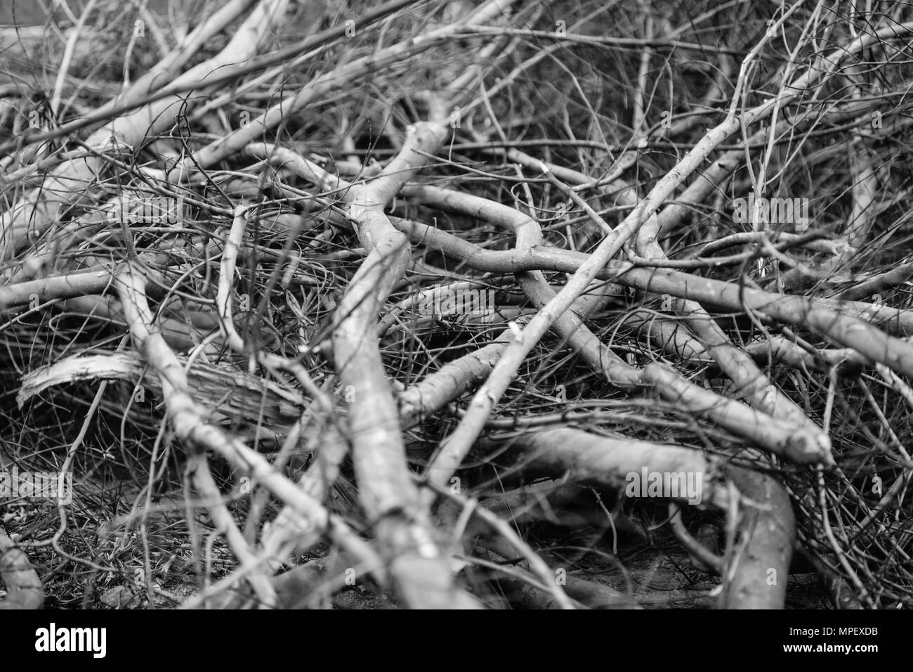 Messy summer Black and White Stock Photos & Images - Alamy