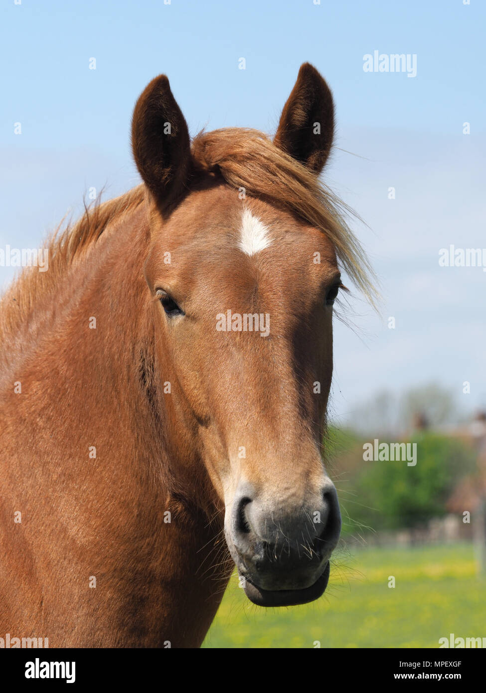 Head shot close up punch hi-res stock photography and images - Alamy