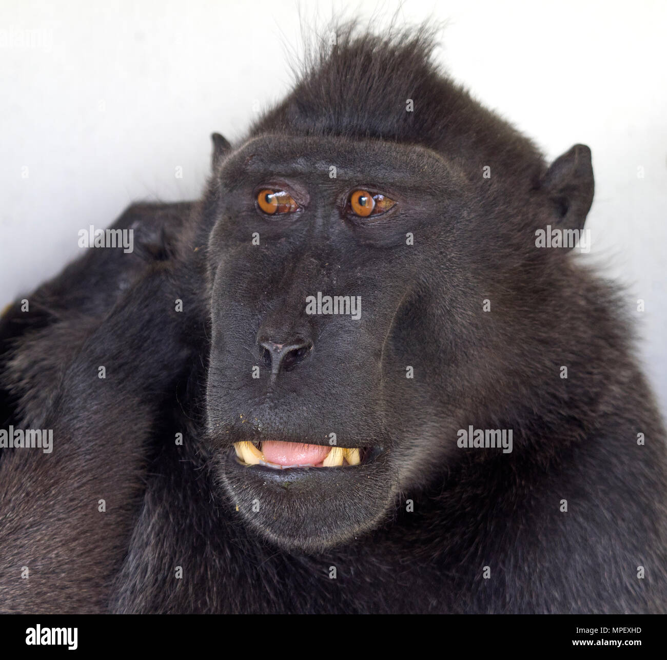 Crested macaque Macaca nigra also known as the Crested black macaque ...