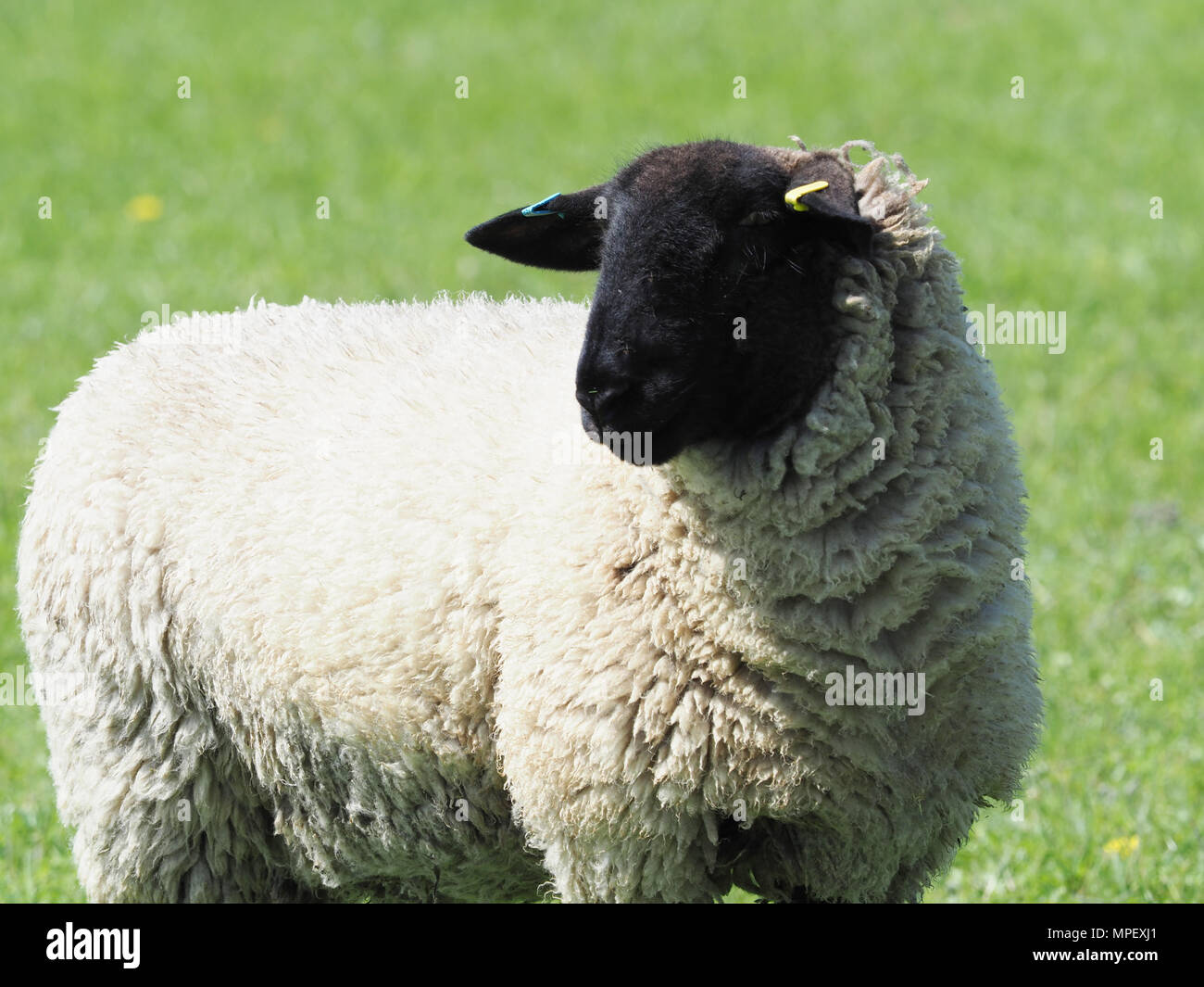 A sheep stands hi-res stock photography and images - Alamy