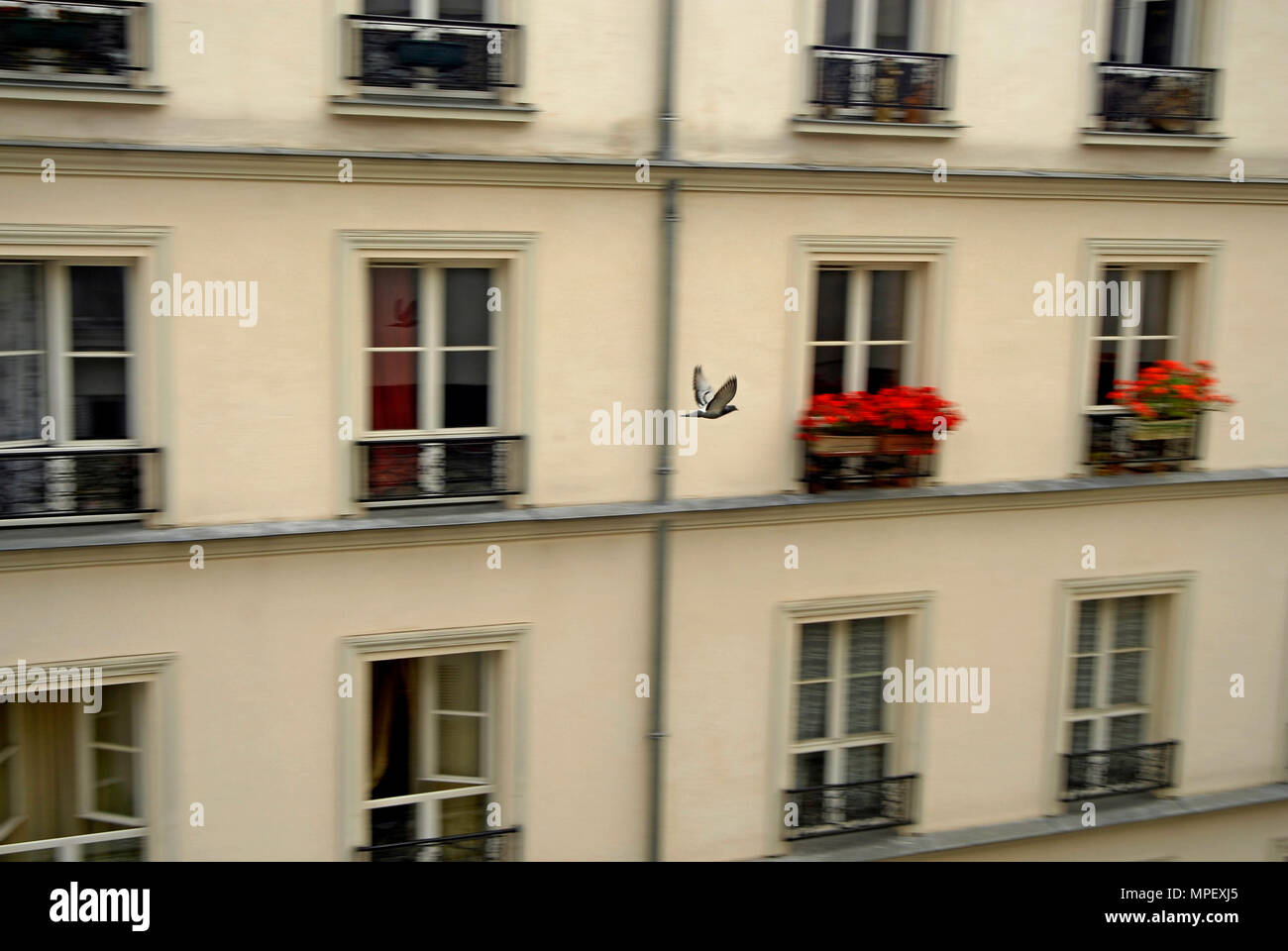 PARIS FRANCE - PARIS WINDOWS AND FACADES - PARISIAN BUILDINGS AND ...