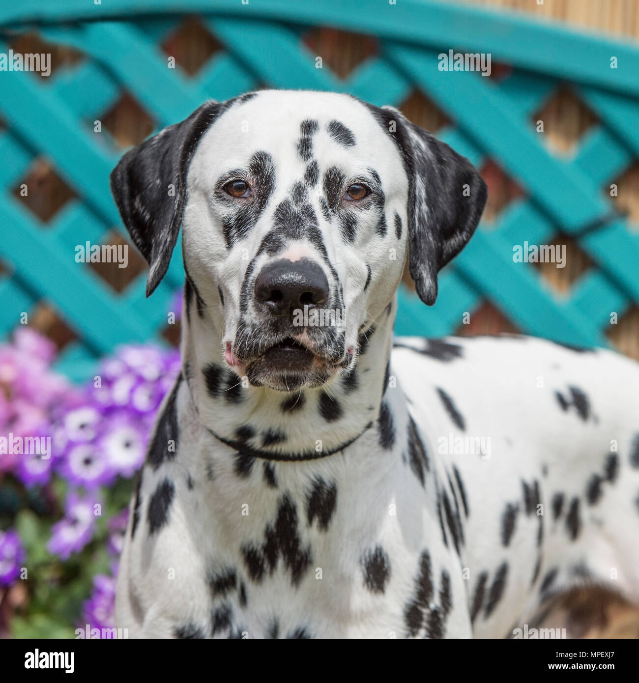 Black Dalmatian With White Spots