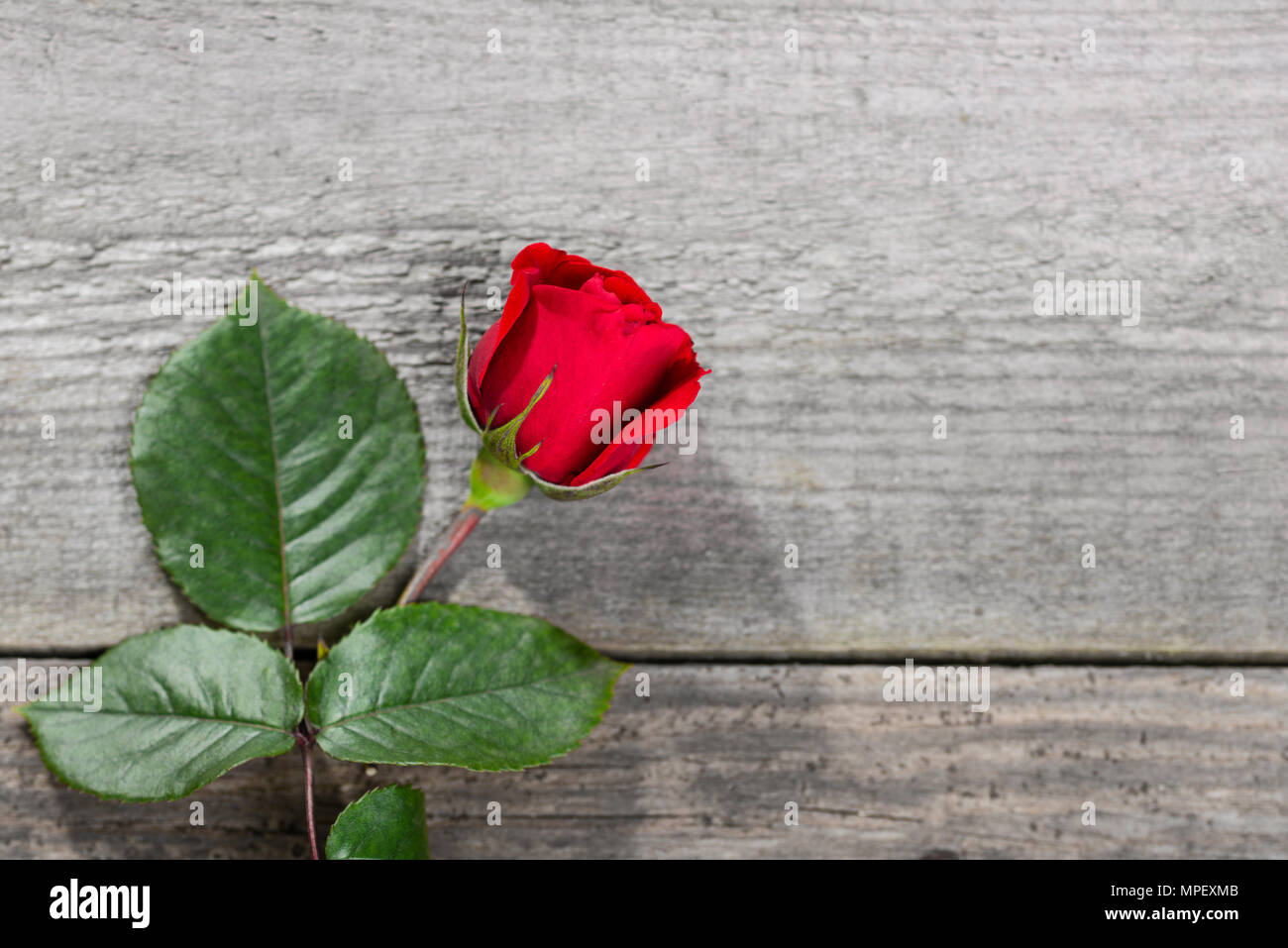 red rose over wooden floor Stock Photo - Alamy