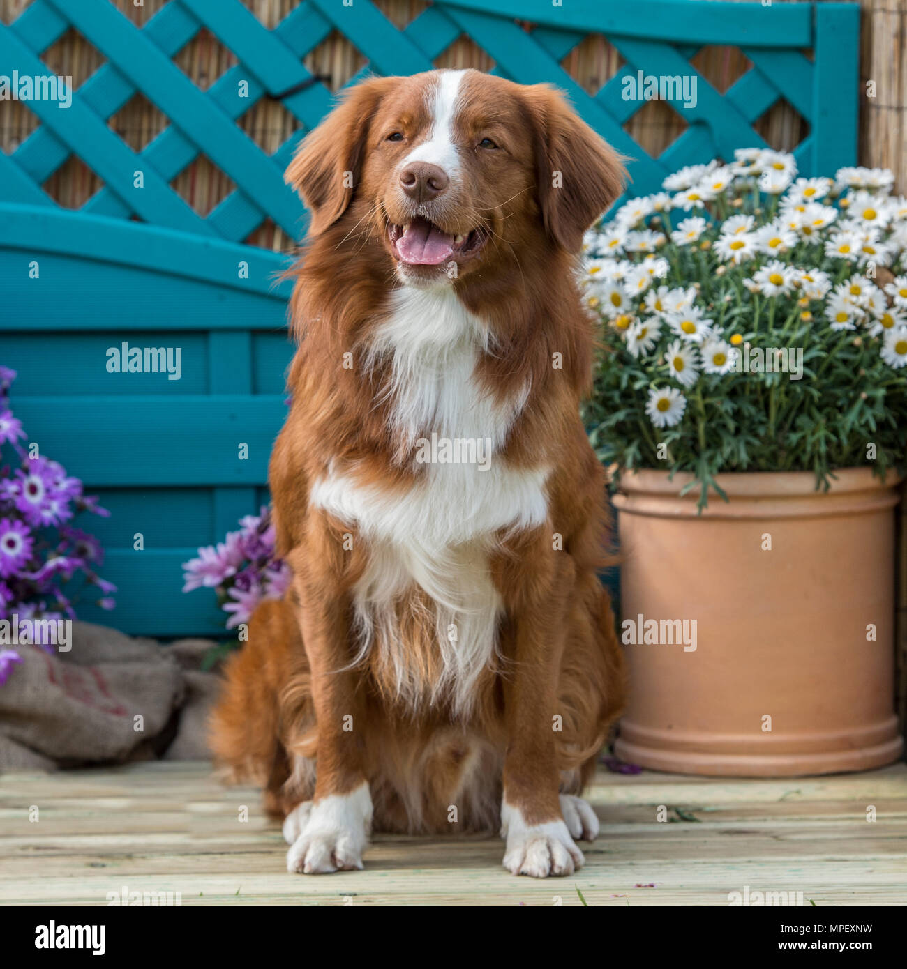 nova scotia duck tolling retriever Stock Photo - Alamy