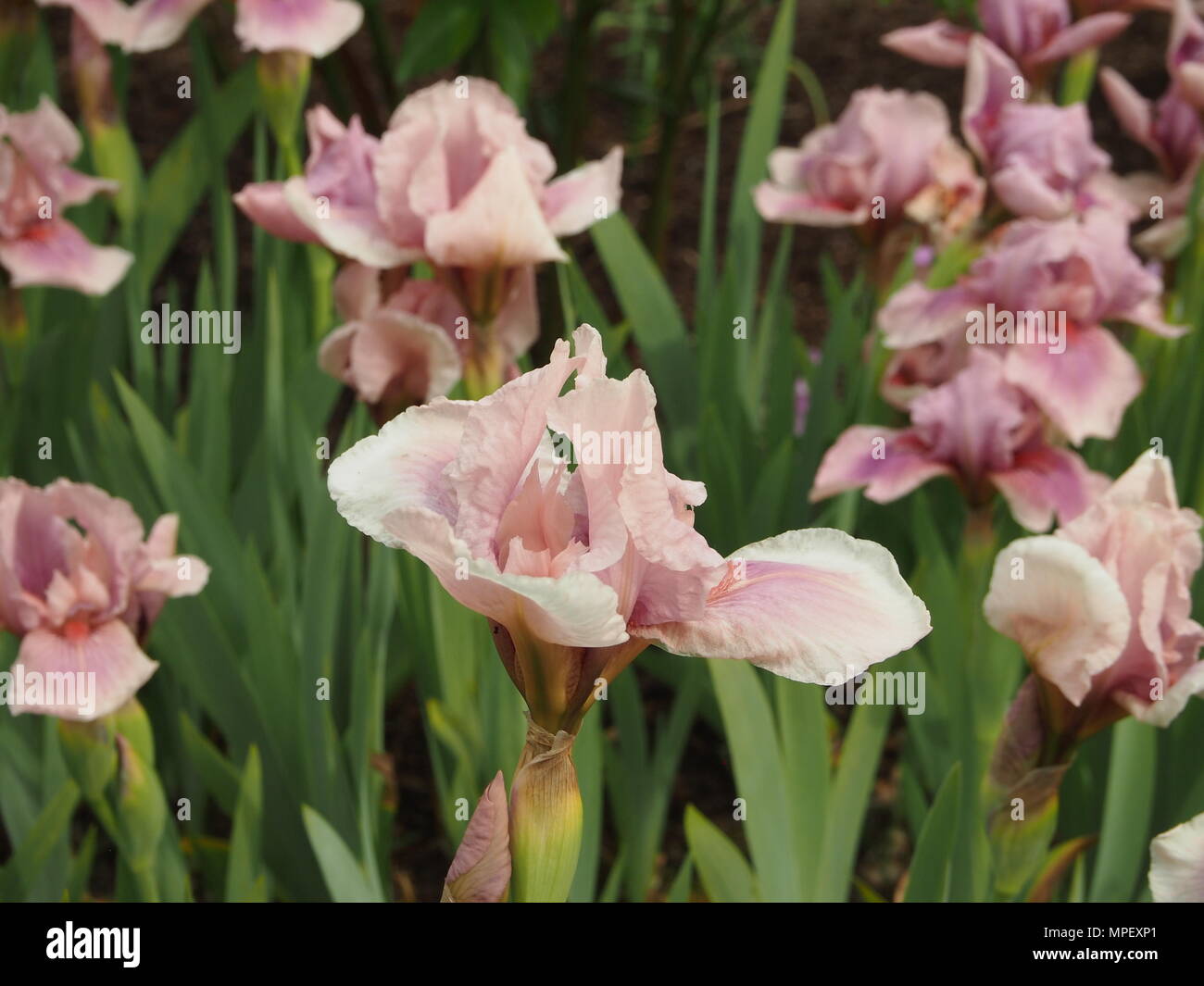 Pink irises hi-res stock photography and images - Alamy