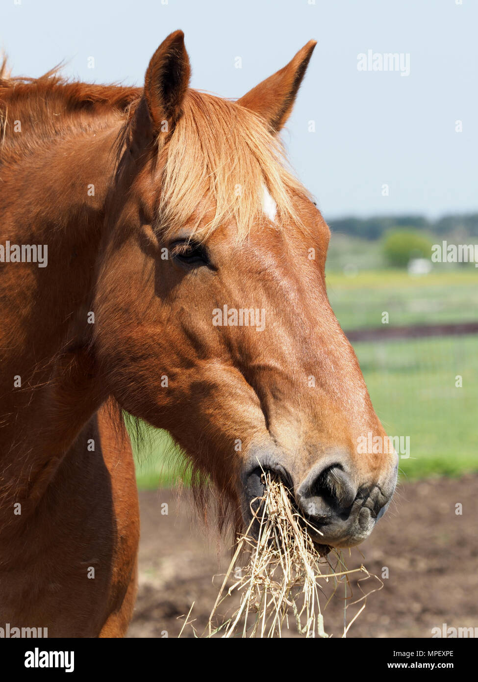 A head shot of a rare Suffolk Punch eating hay Stock Photo - Alamy