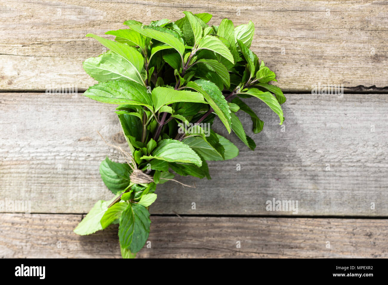 Ocimum basilicum closeup hi-res stock photography and images - Alamy