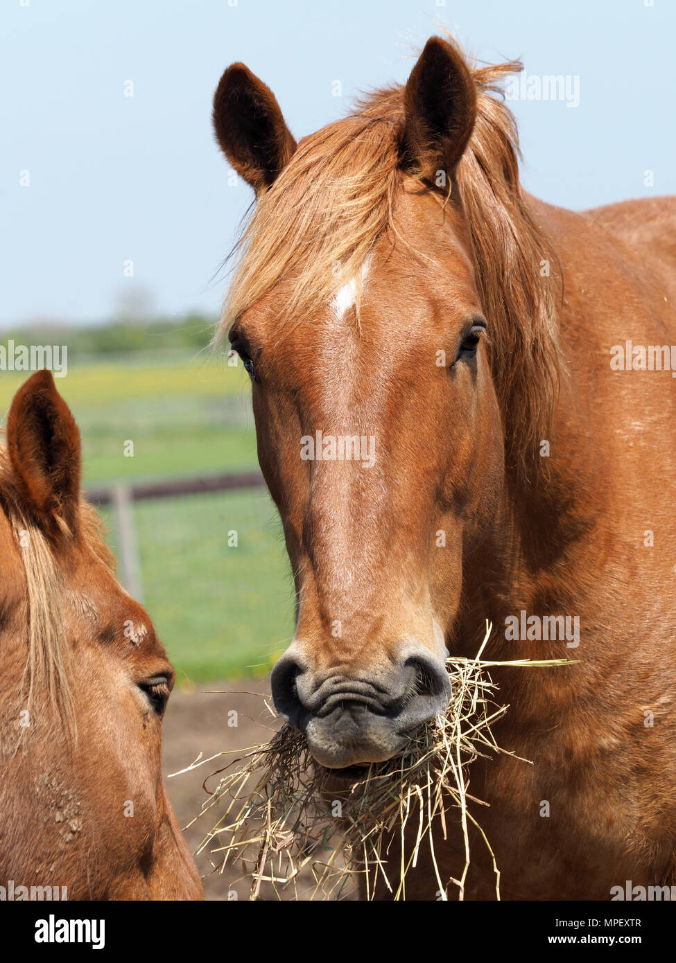 Head shot close up punch hi-res stock photography and images - Alamy