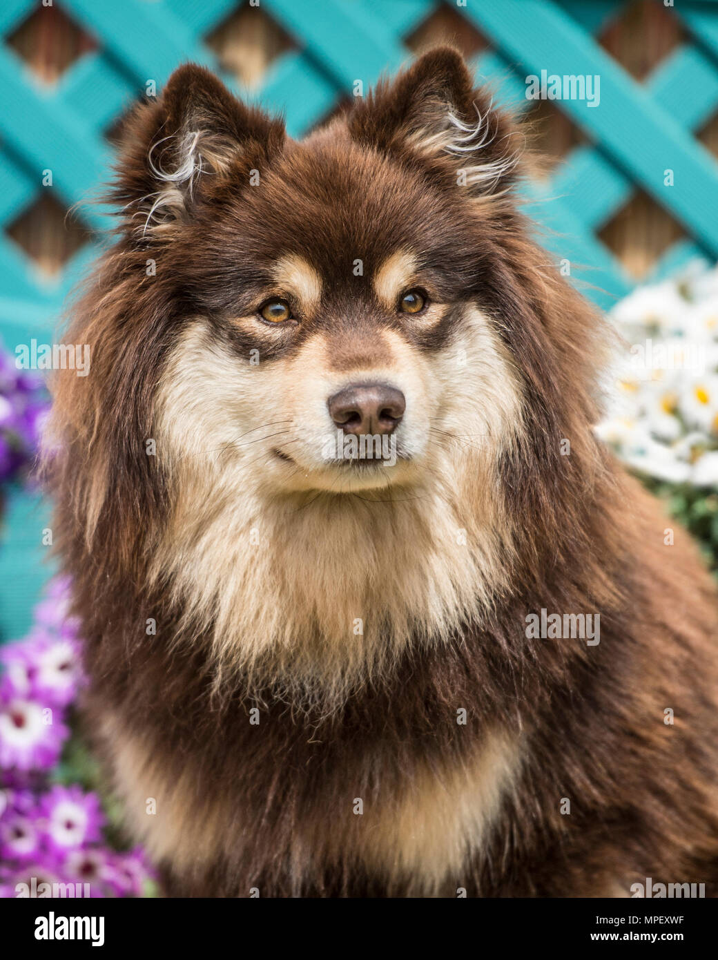 Finnish Lapphund Stock Photos & Finnish Lapphund Stock Images - Alamy