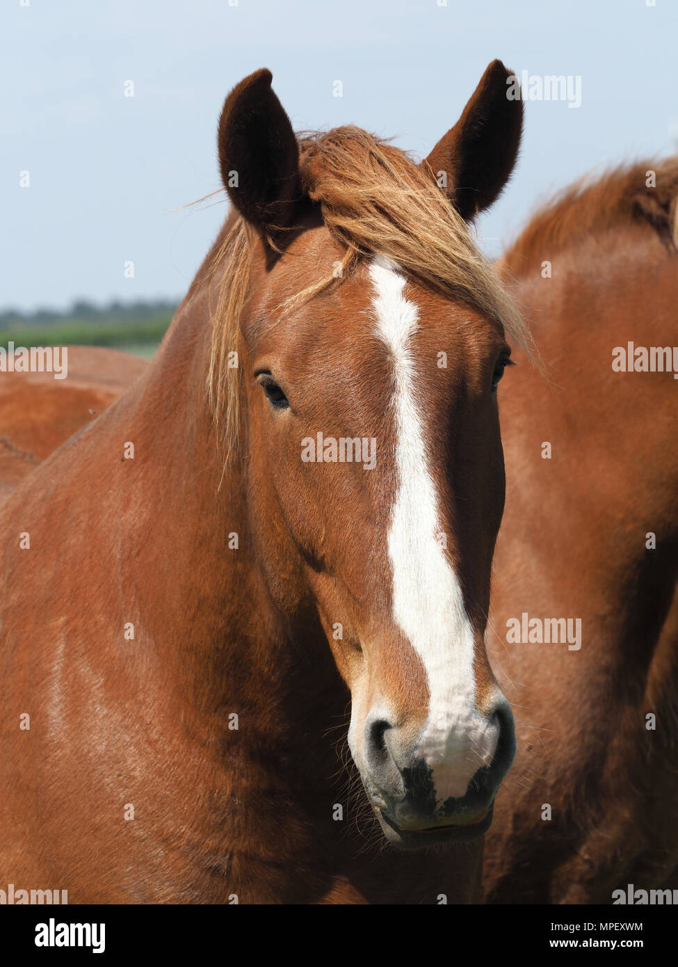 Head shot close up punch hi-res stock photography and images - Alamy