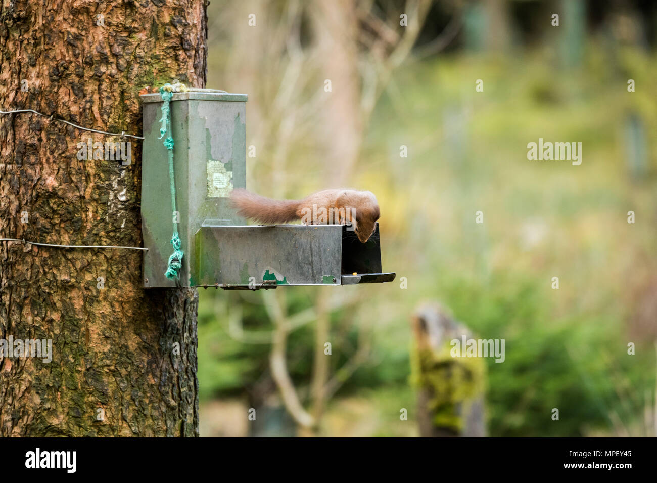 Single, cute red squirrel laying flat on top of feeder, peering inside ...