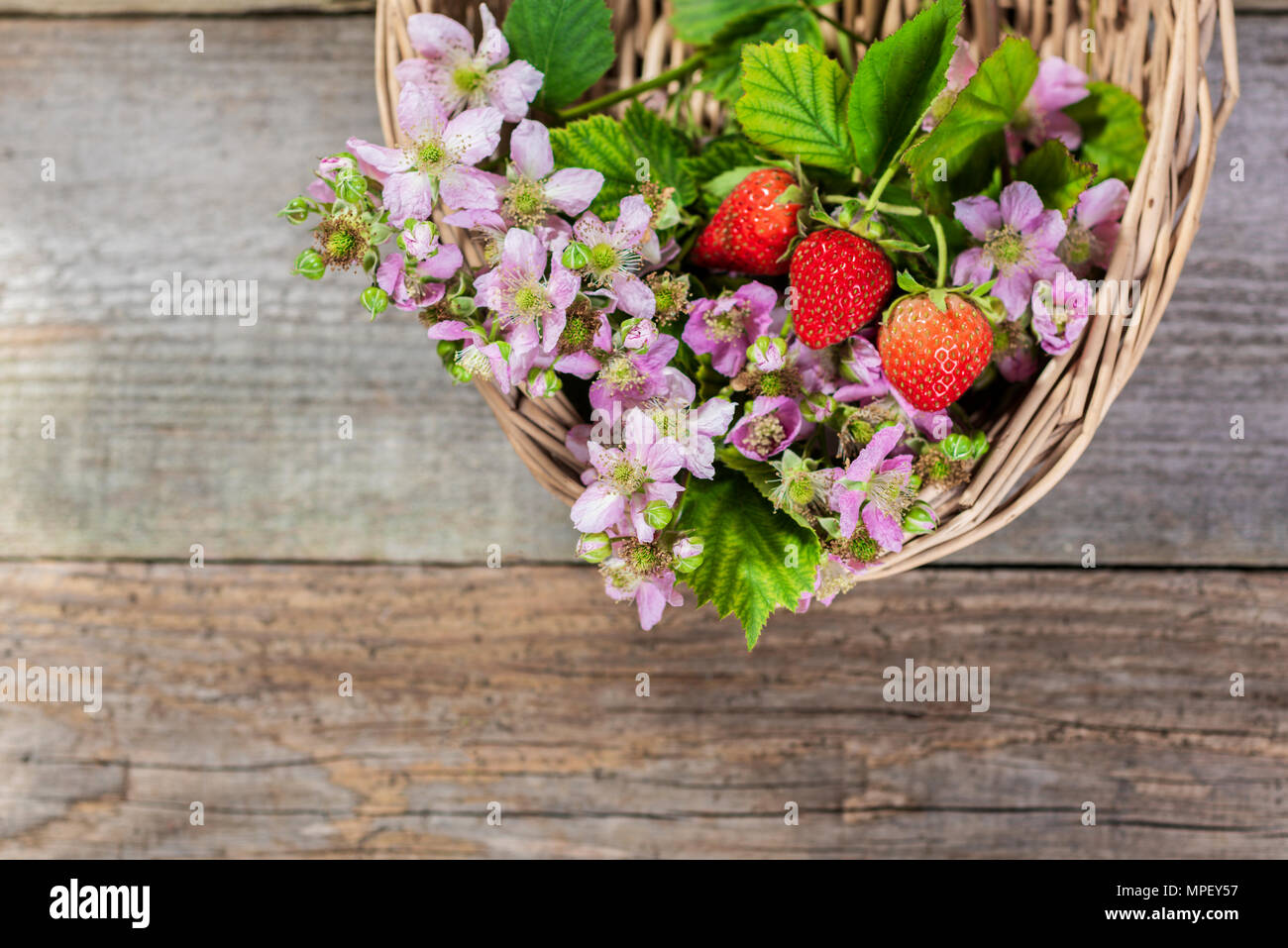 Strawberry plant container hi-res stock photography and images - Alamy