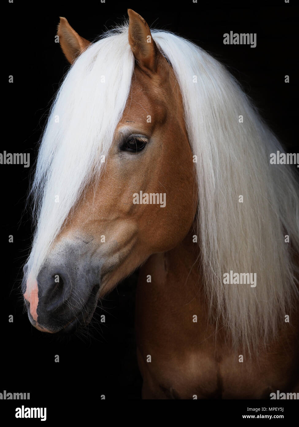 Haflinger stallion hi-res stock photography and images - Alamy