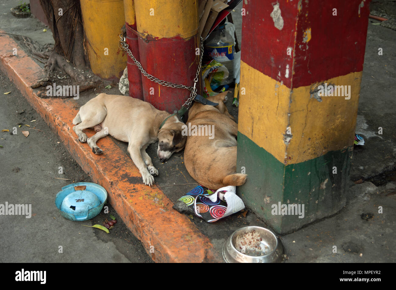 Two chained dogs, Manila, Philippines Stock Photo - Alamy