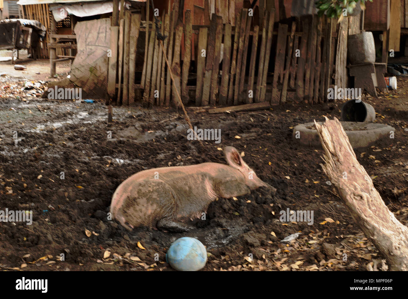 A large pig, a sow, Mindanao Stock Photo - Alamy