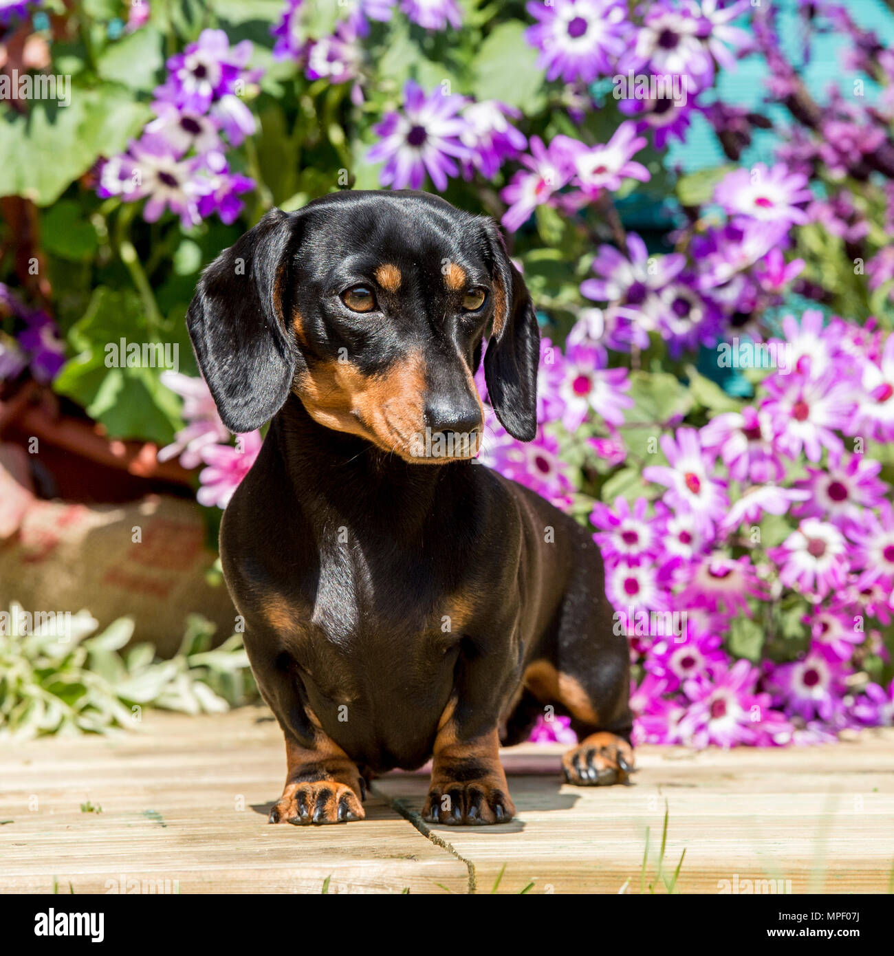 dachshund miniature smooth Stock Photo - Alamy