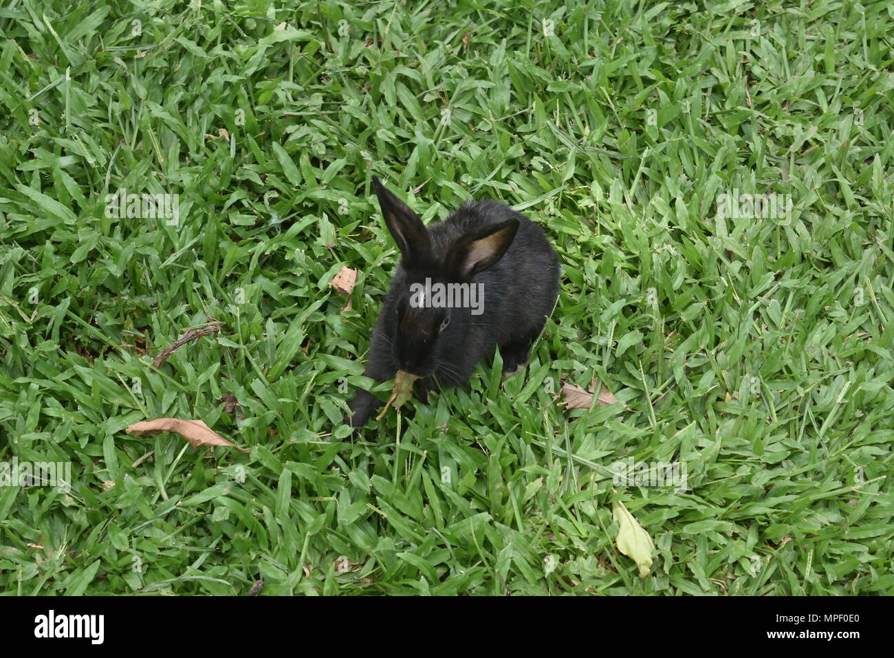 Indian rabbit hi-res stock photography and images - Alamy