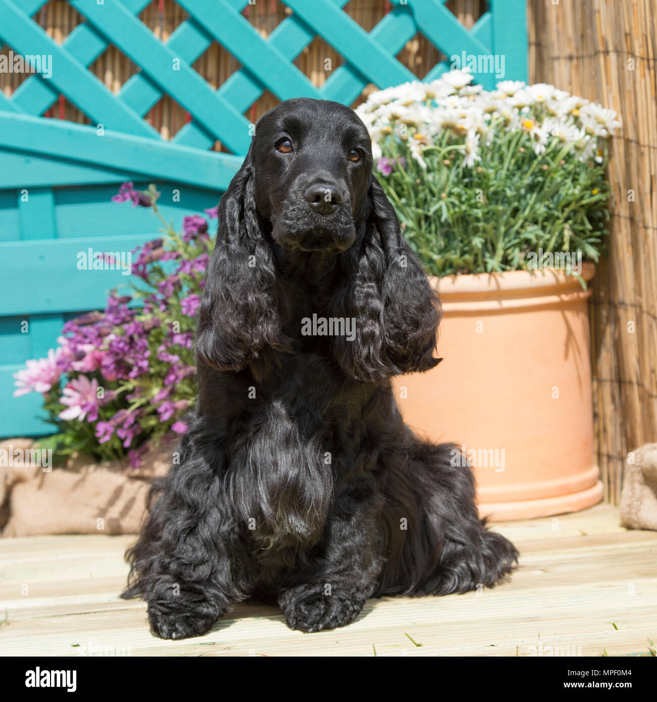 English cocker spaniel crufts hi-res stock photography and images - Alamy