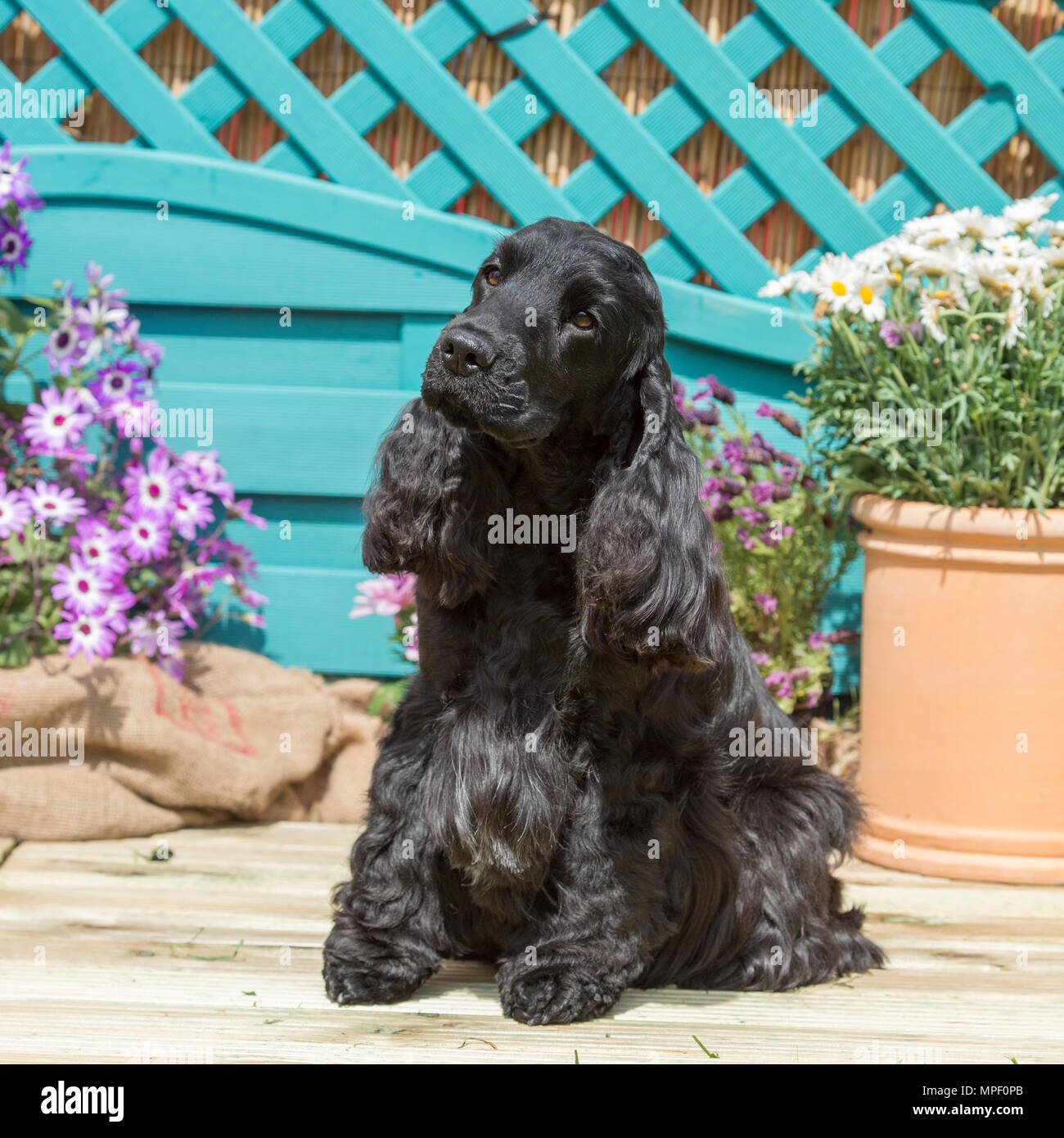 english cocker spaniel dog Stock Photo - Alamy