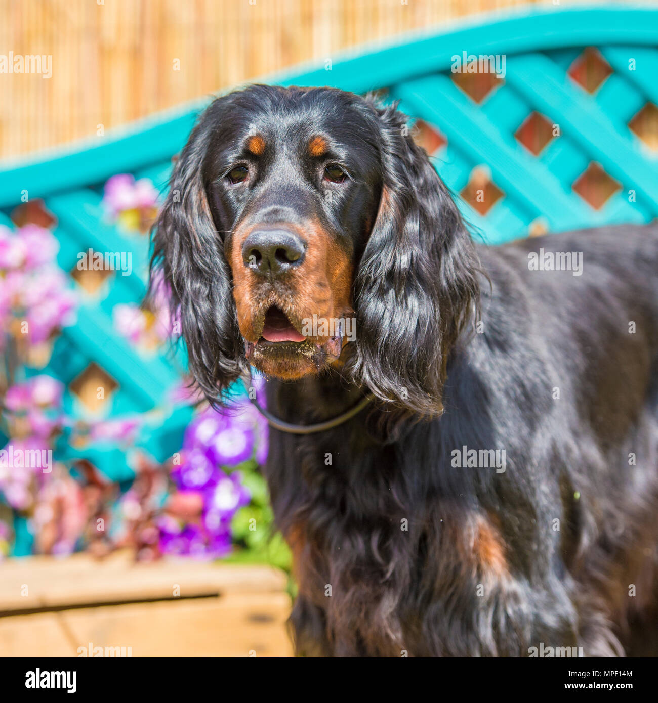 Setter calendar hi-res stock photography and images - Alamy