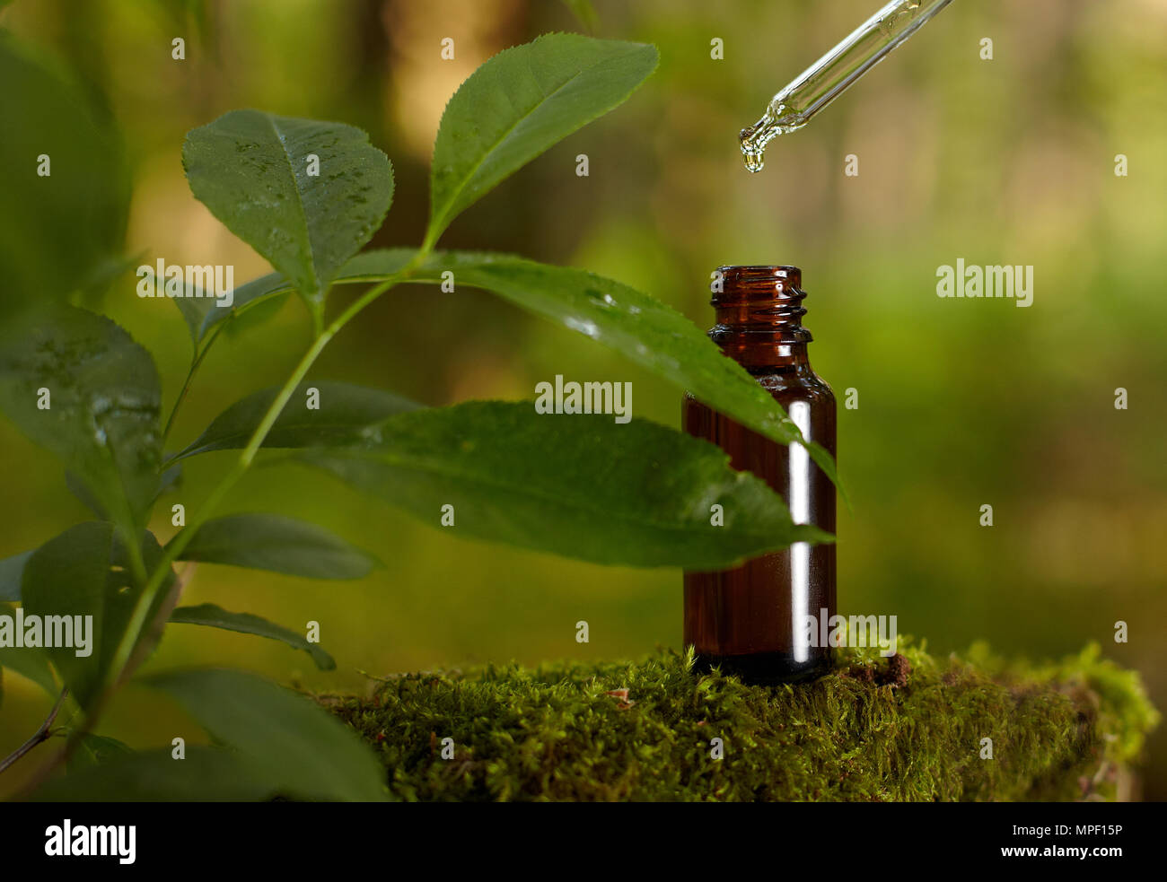 Essential oil falling from dropper. Natural organic herbal essence in a ...