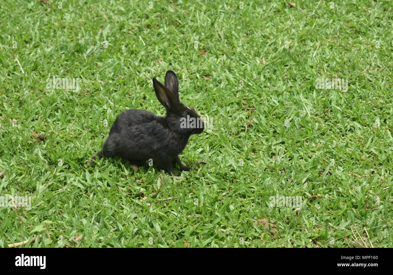 Indian Rabbit High Resolution Stock Photography and Images - Alamy