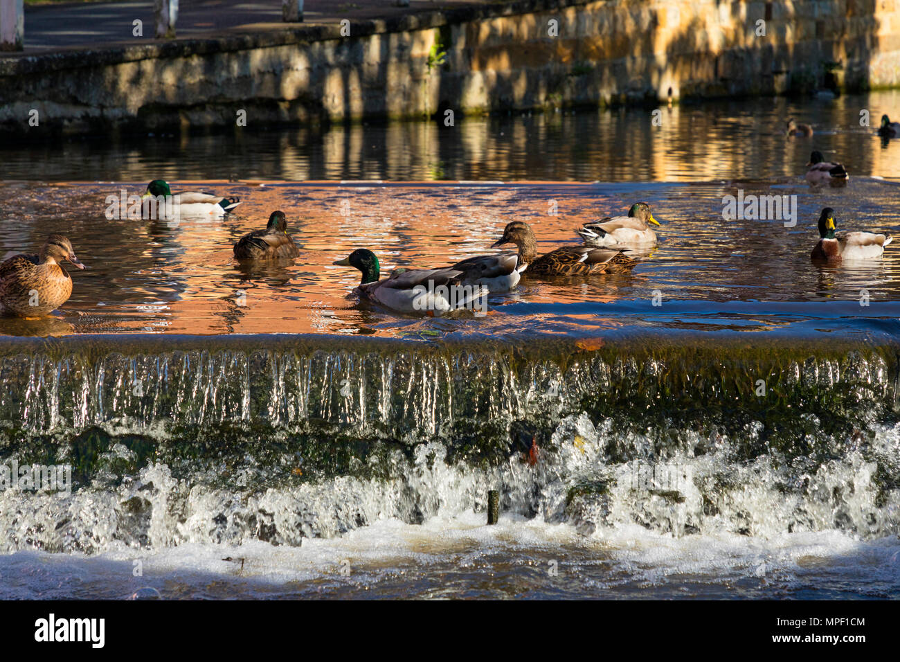Ducks on weir on River Leven at Stokesley, North Yorkshire, UK Stock ...