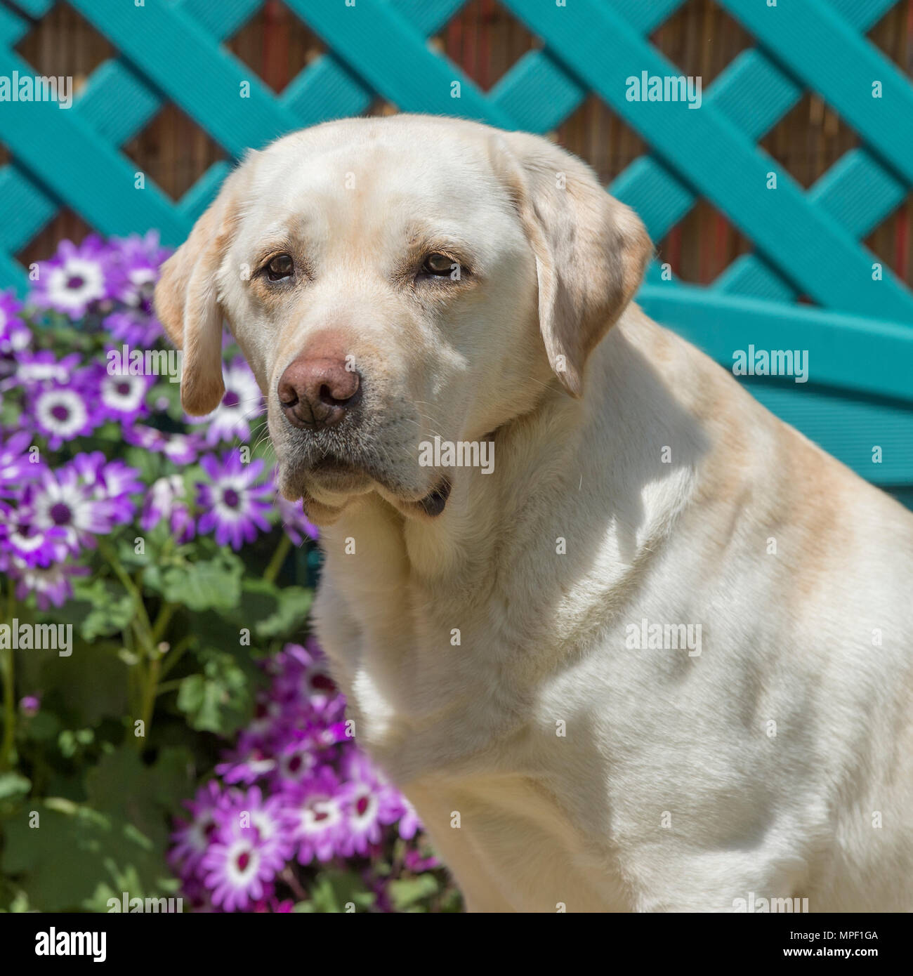 yellow labrador retriever Stock Photo - Alamy