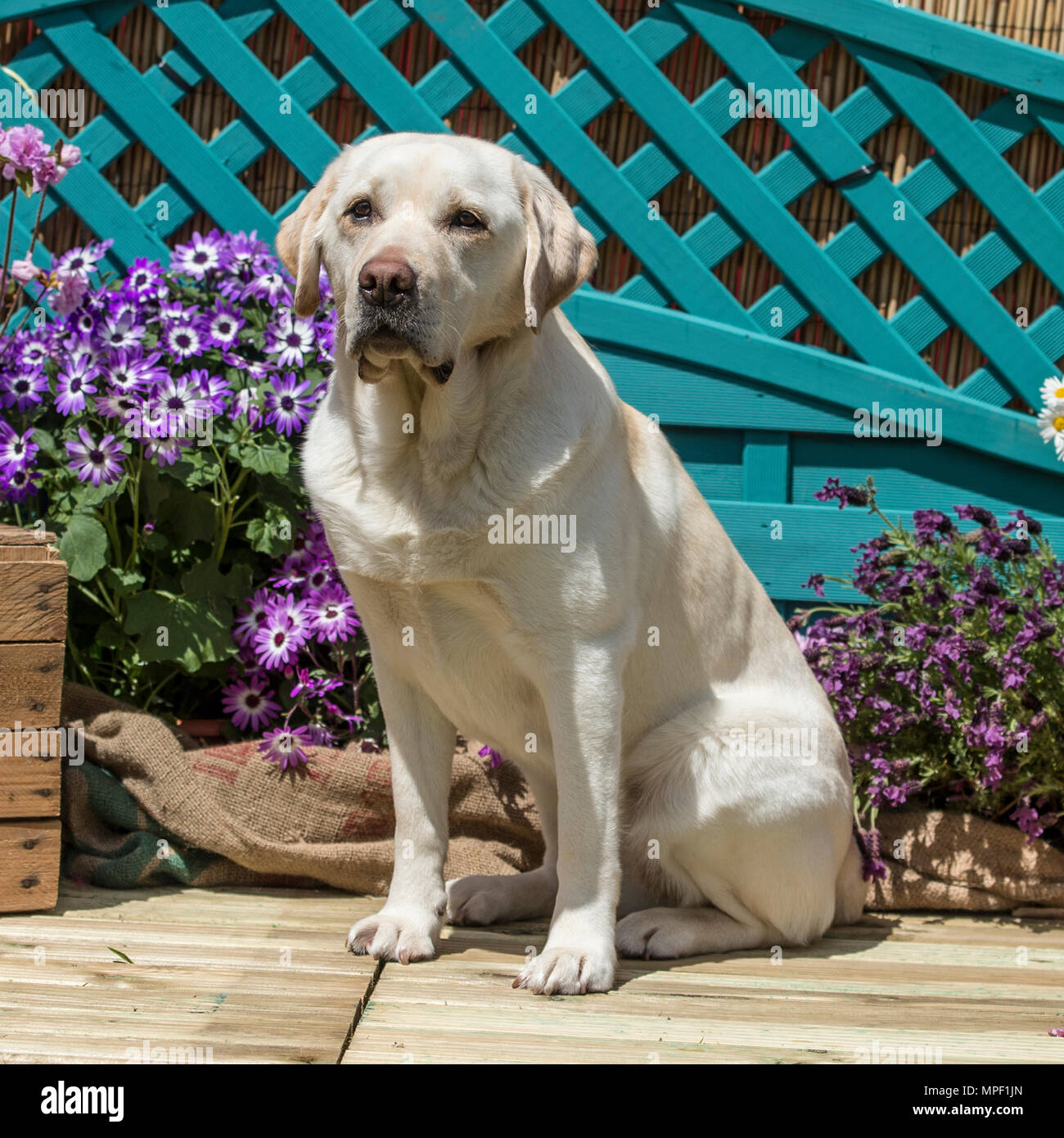 yellow labrador retriever Stock Photo - Alamy