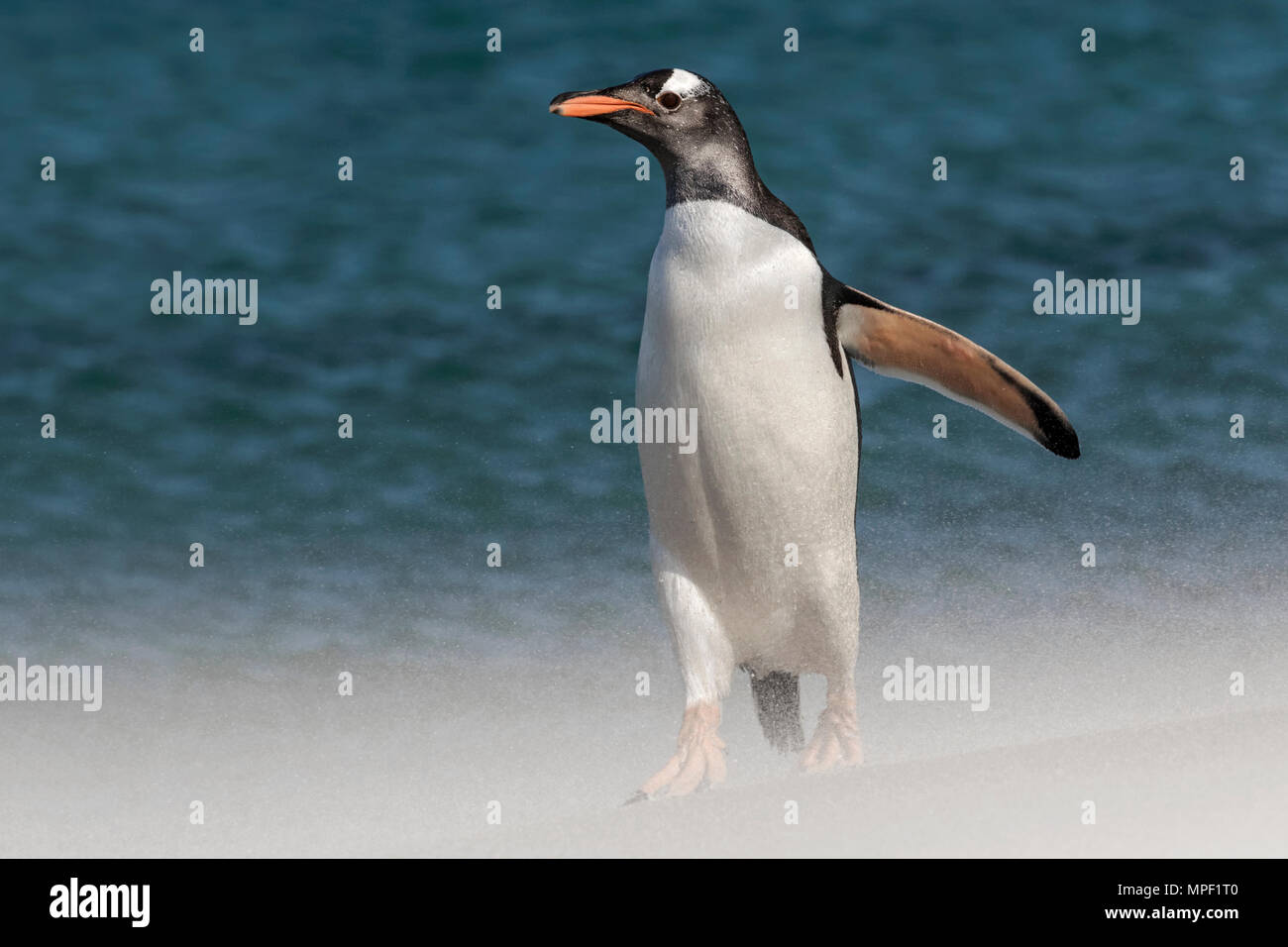 Penguin movement hi-res stock photography and images - Alamy