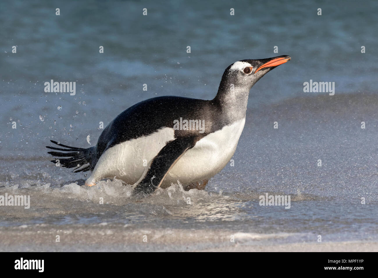 Penguin behaviour hi-res stock photography and images - Alamy