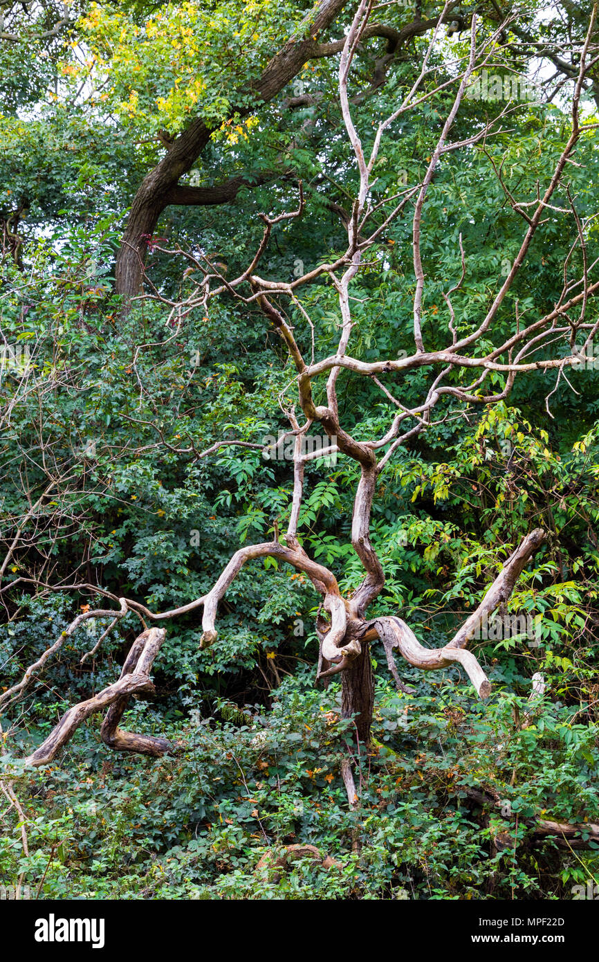 Stokesley, North Yorkshire, UK Stock Photo - Alamy