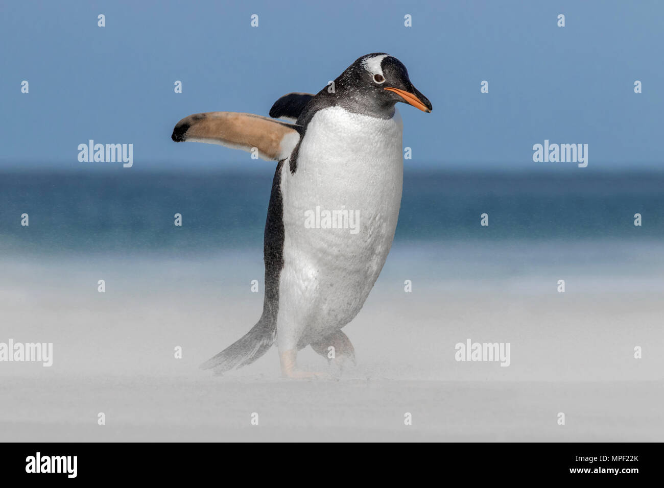 Penguin movement hi-res stock photography and images - Alamy