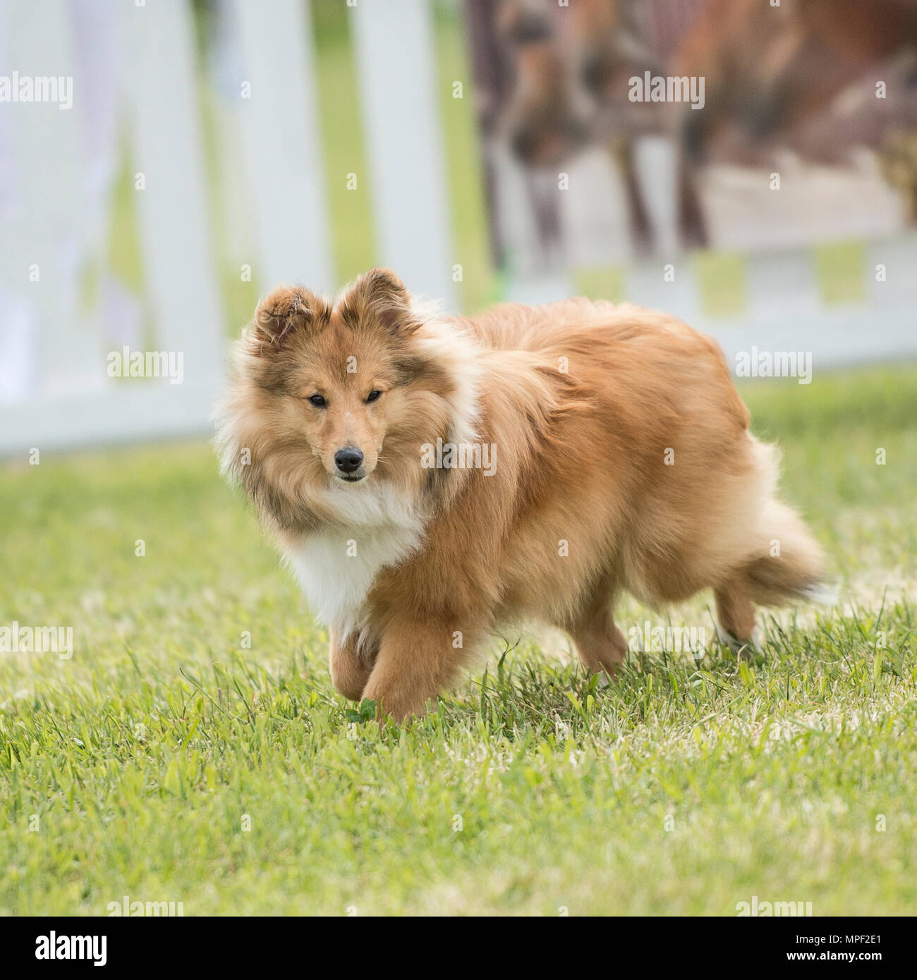 Shetland sheep dog hi-res stock photography and images - Alamy