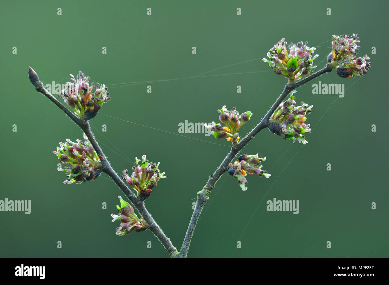Elm blossom hi-res stock photography and images - Alamy
