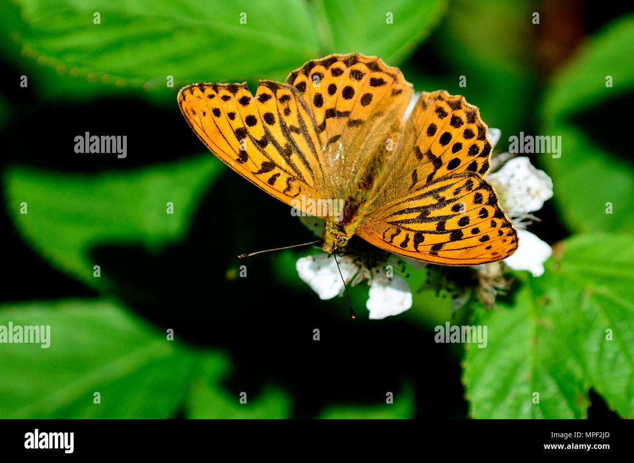 Male silver washed fritillary hi-res stock photography and images - Alamy