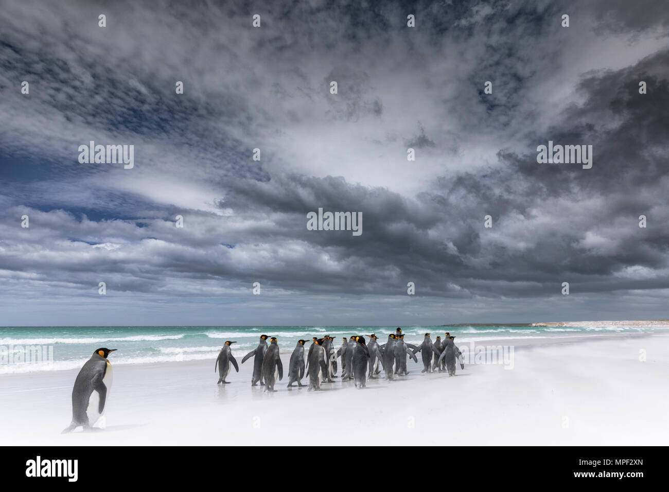 Penguin huddle together hi-res stock photography and images - Alamy