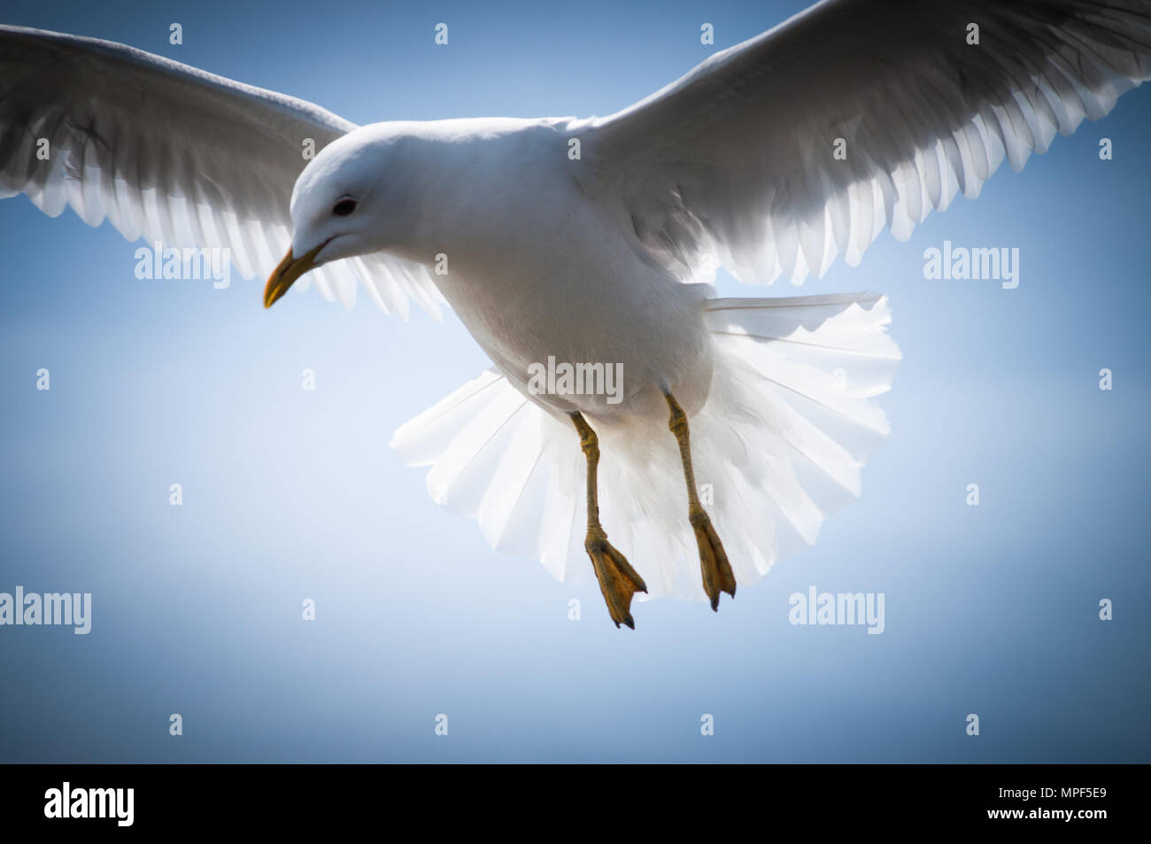 Seagull in flight Stock Photo - Alamy