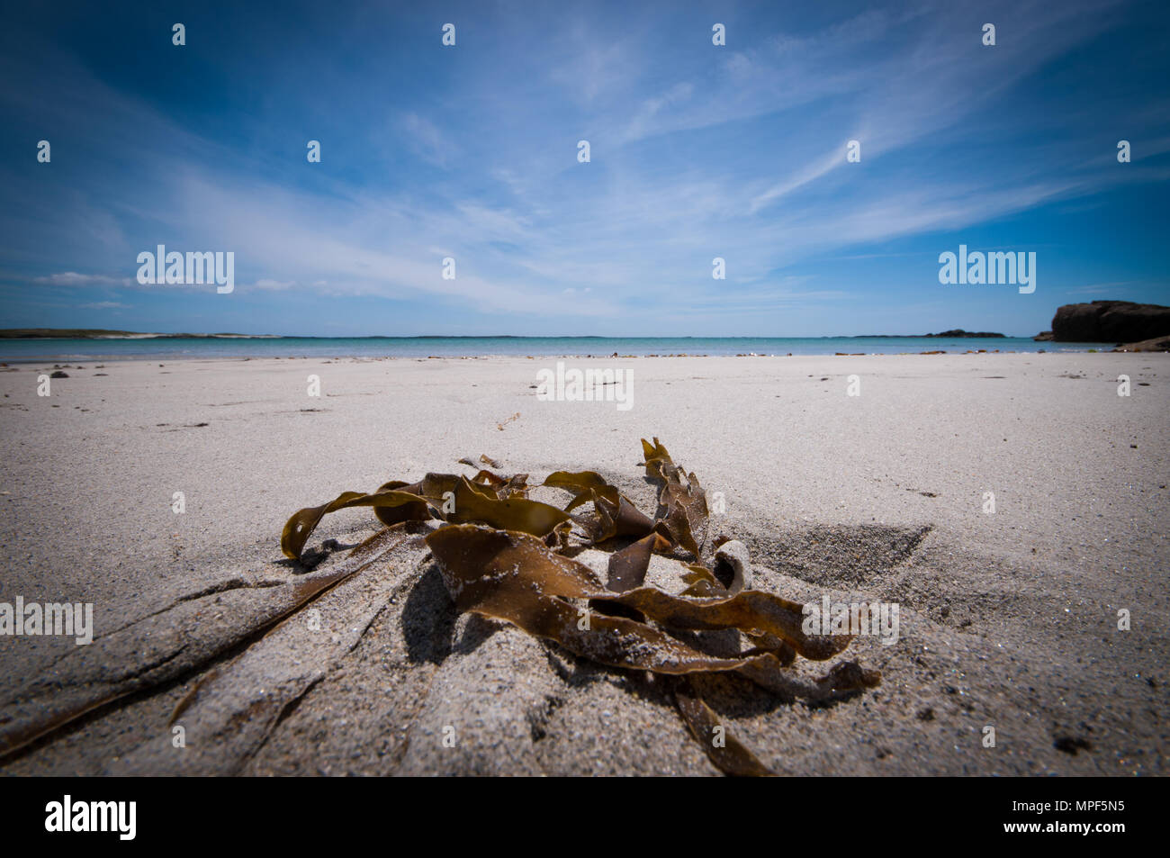 Kelp on the beach Stock Photo - Alamy