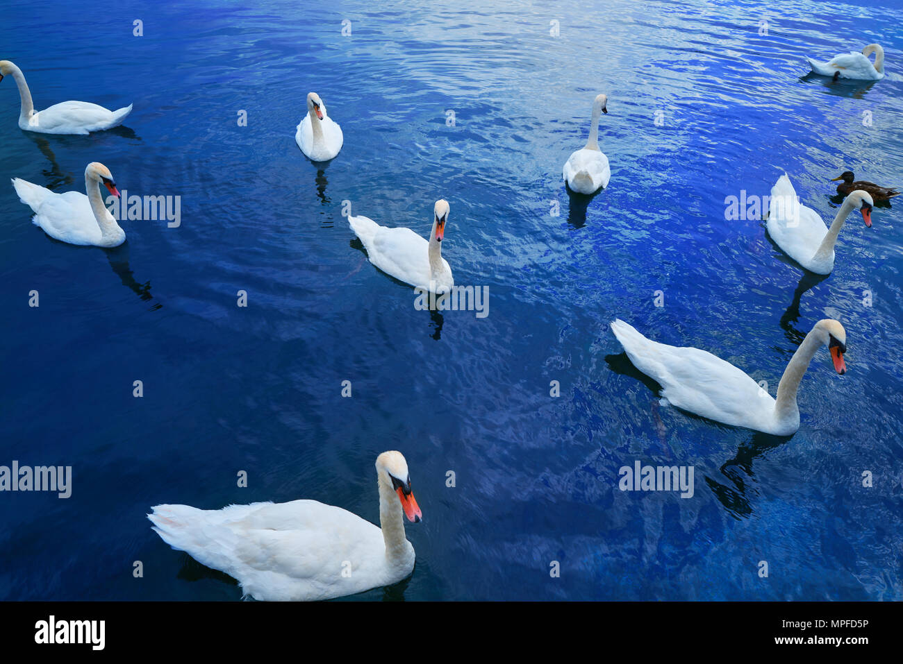 Swans in Geneve Geneva of Switzerland Swiss in Leman lake Stock Photo ...