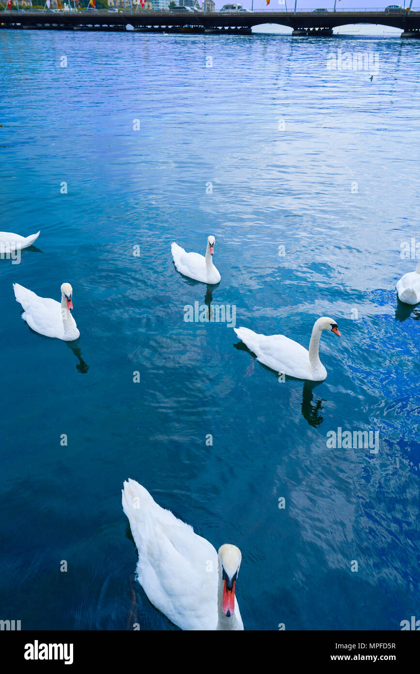 Swans in Geneve Geneva of Switzerland Swiss in Leman lake Stock Photo ...