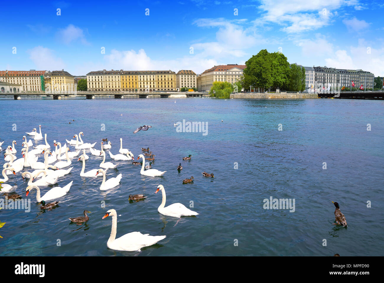Swans in Geneve Geneva of Switzerland Swiss at Leman lake Stock Photo ...