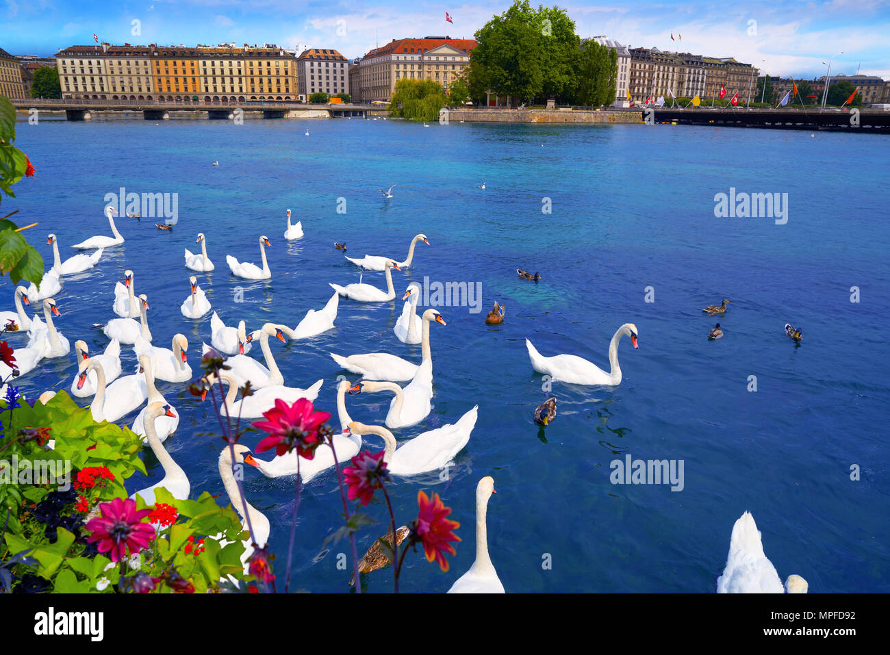 Swans in Geneve Geneva of Switzerland Swiss at Leman lake Stock Photo ...