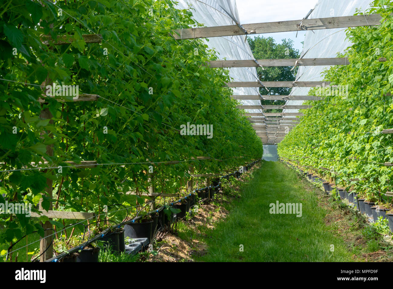 Indoor bio farming in Netherlands, greenhouse with rows of cultivated ...