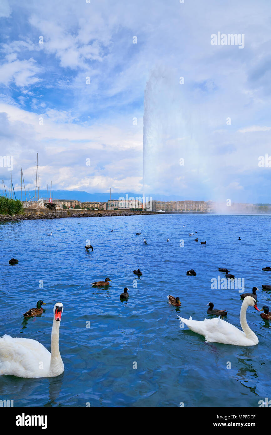 Geneva Geneve lake water Jet D'eau Switzerland Swiss Leman Stock Photo ...