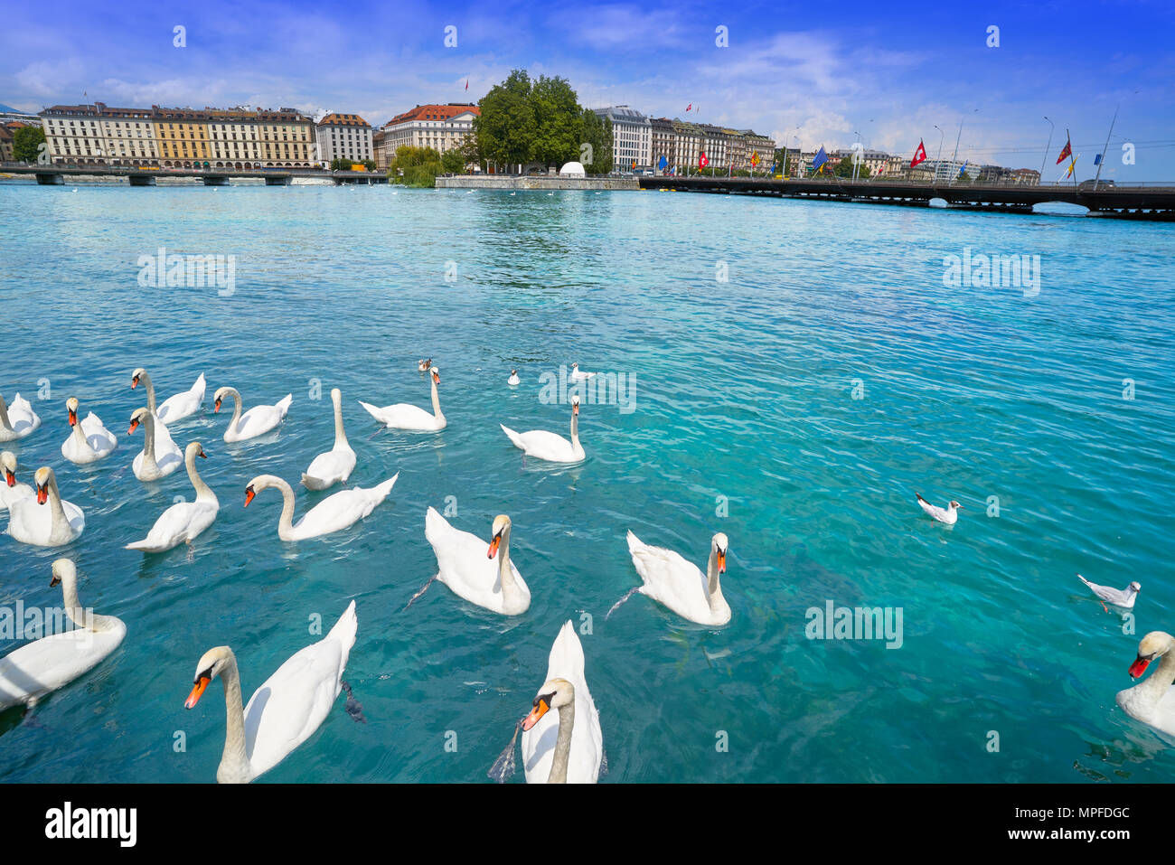 Geneva swans Geneve at Leman lake in Switzerland Swiss Stock Photo - Alamy